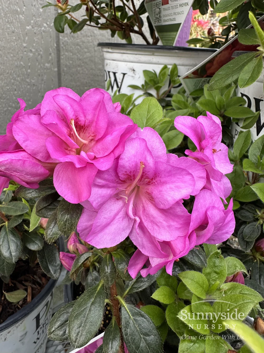 Purple Evergreen Azaleas — Sunnyside Nursery