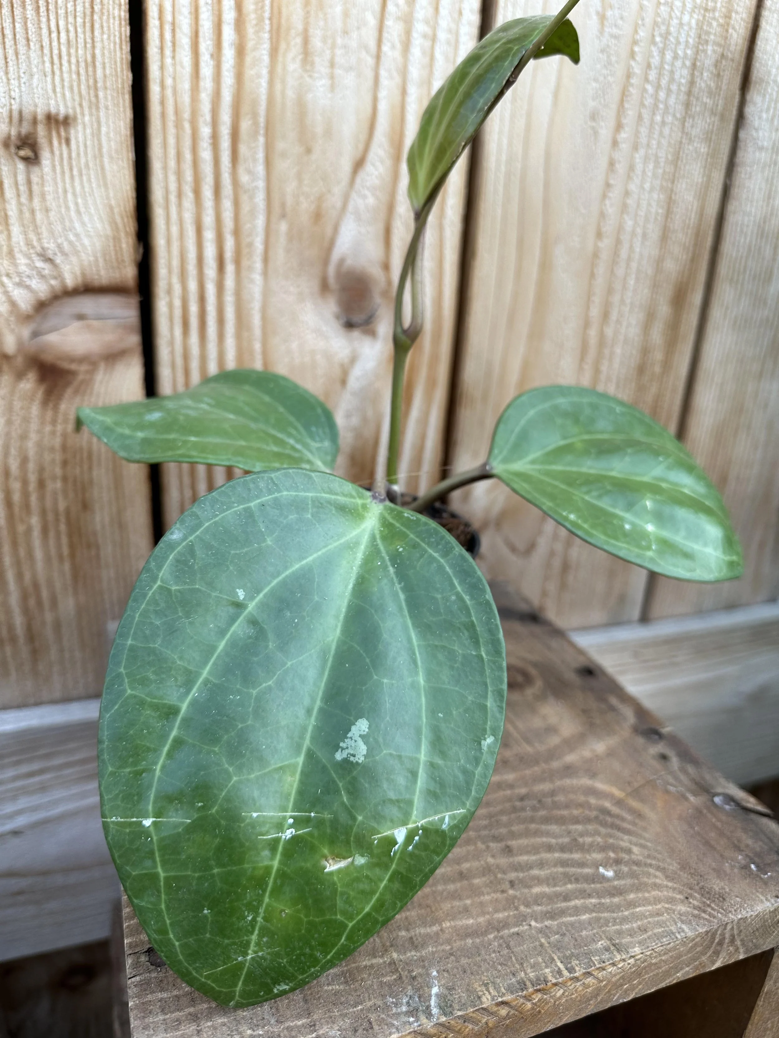 Collector Houseplants — Sunnyside Nursery