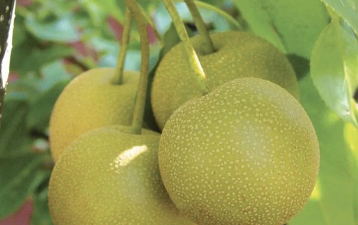 Pear Trees — Sunnyside Nursery