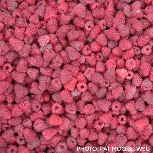 Raspberries — Sunnyside Nursery