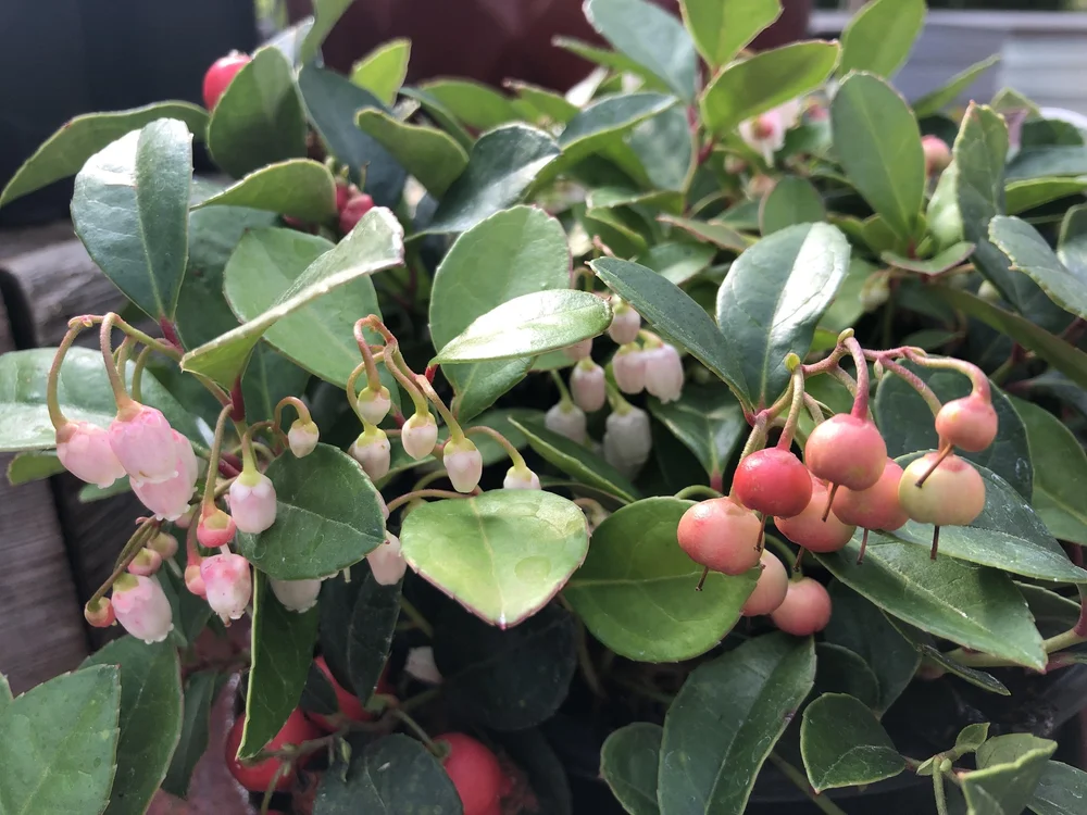 New Wintergreen Varieties Are A Holiday Hit — Sunnyside Nursery