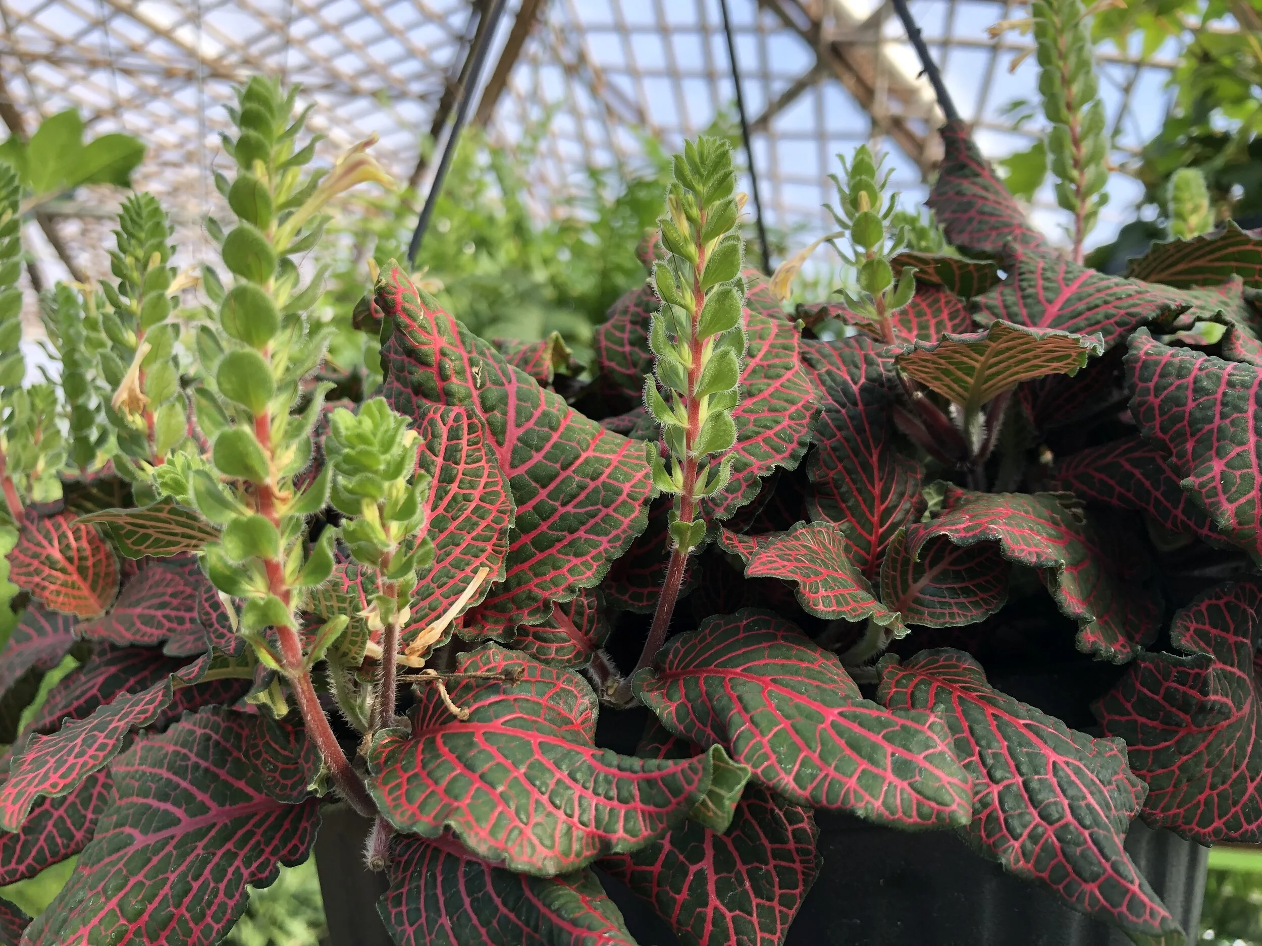 Medium Light Houseplants — Sunnyside Nursery