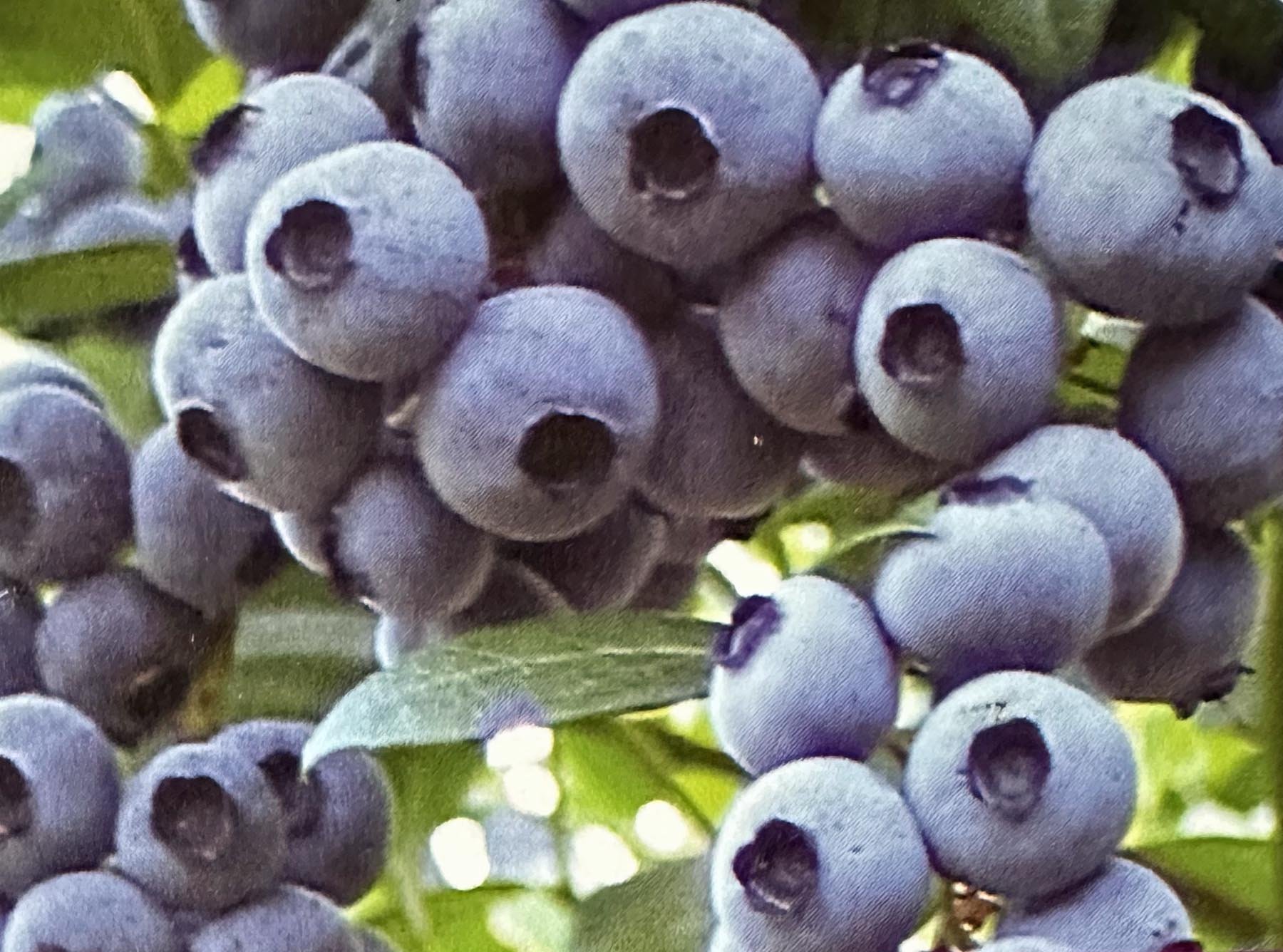 Blueberries — Sunnyside Nursery