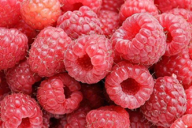 Raspberries — Sunnyside Nursery