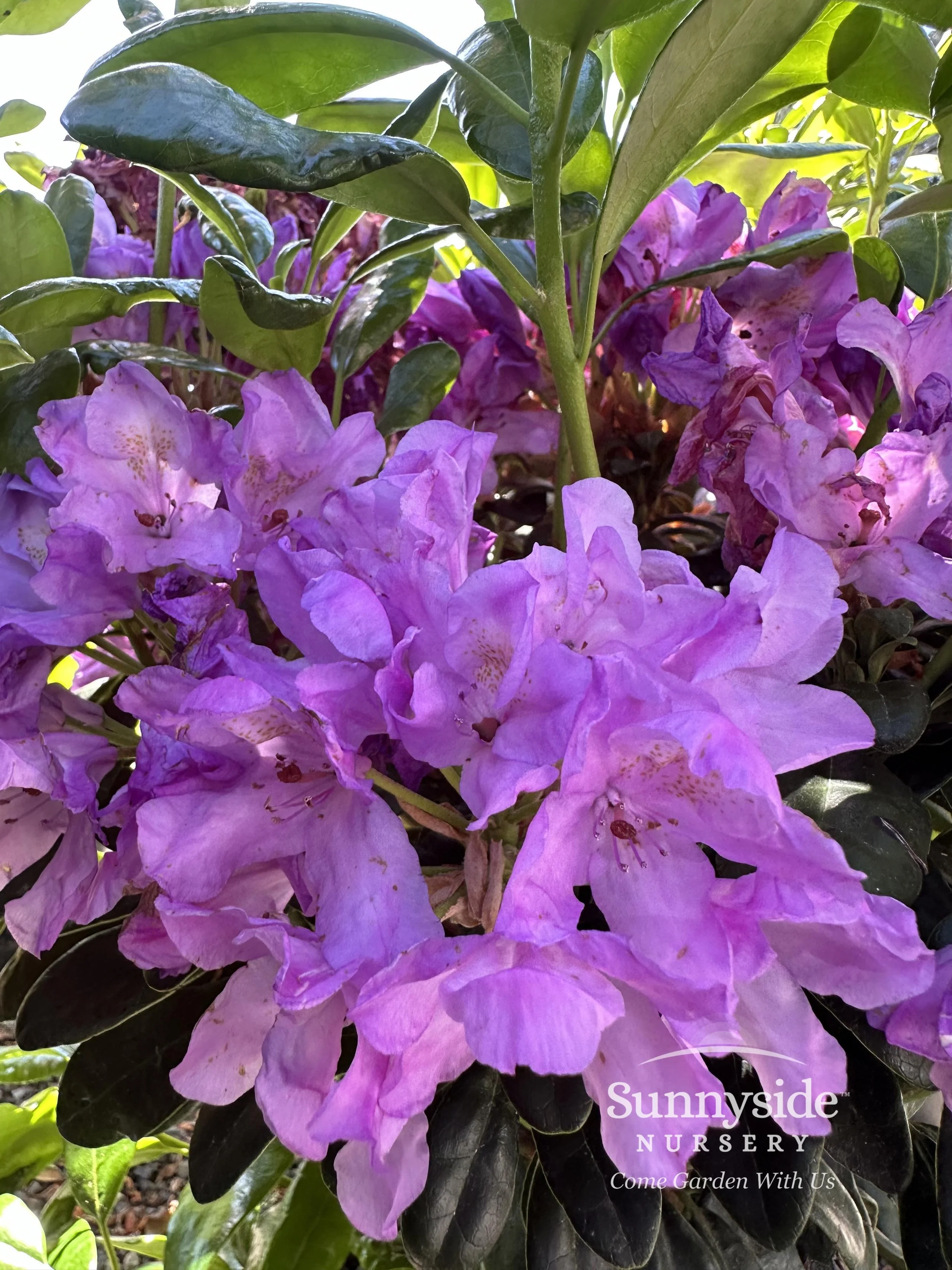 Blue & Purple Rhododendrons — Sunnyside Nursery