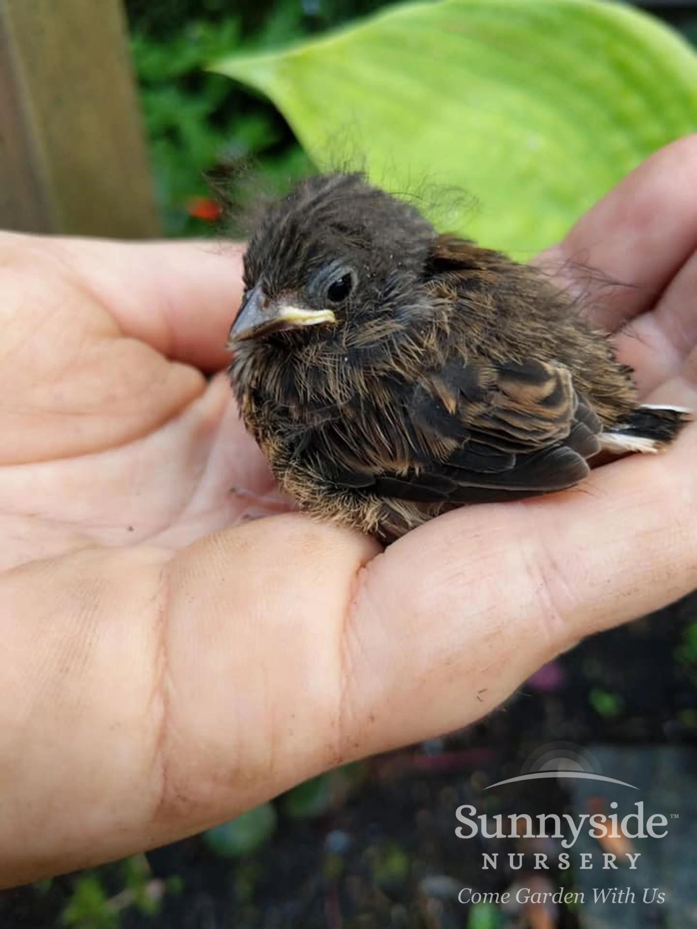 My Gardening Resolutions — Sunnyside Nursery