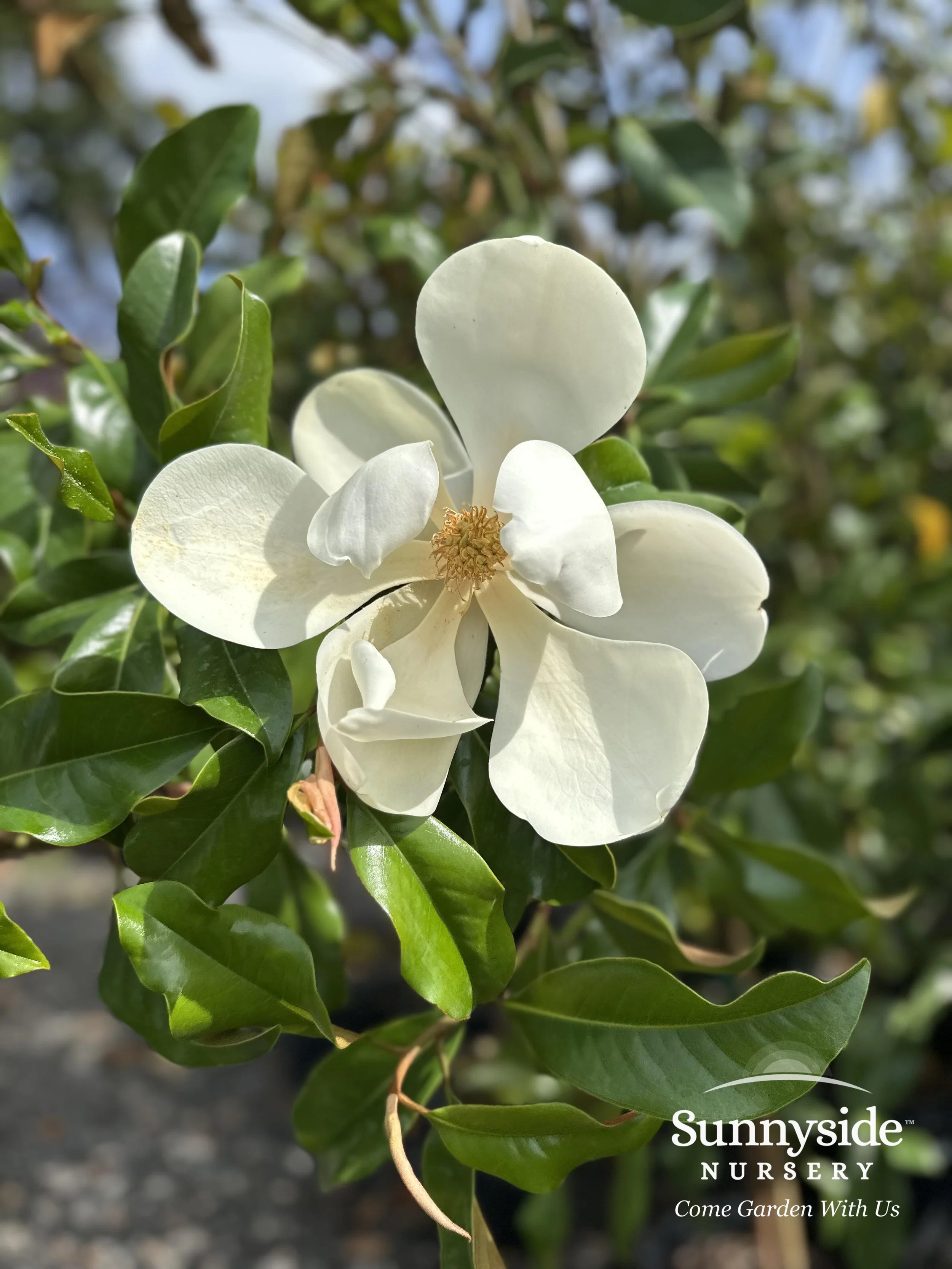 Magnolia Trees — Sunnyside Nursery