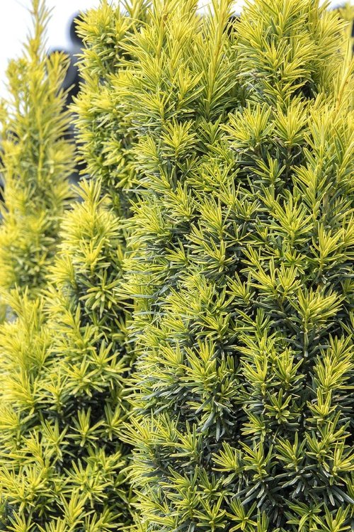 Taxus — Sunnyside Nursery