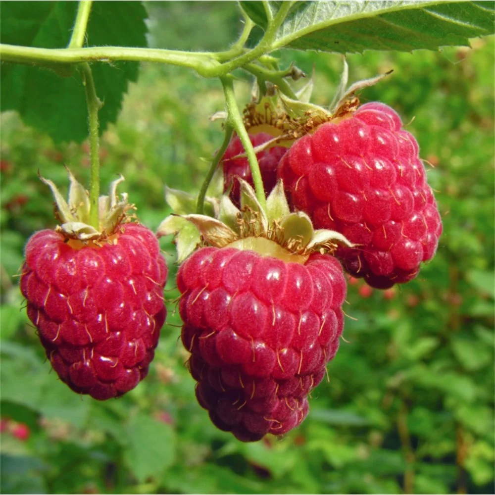 Raspberries — Sunnyside Nursery