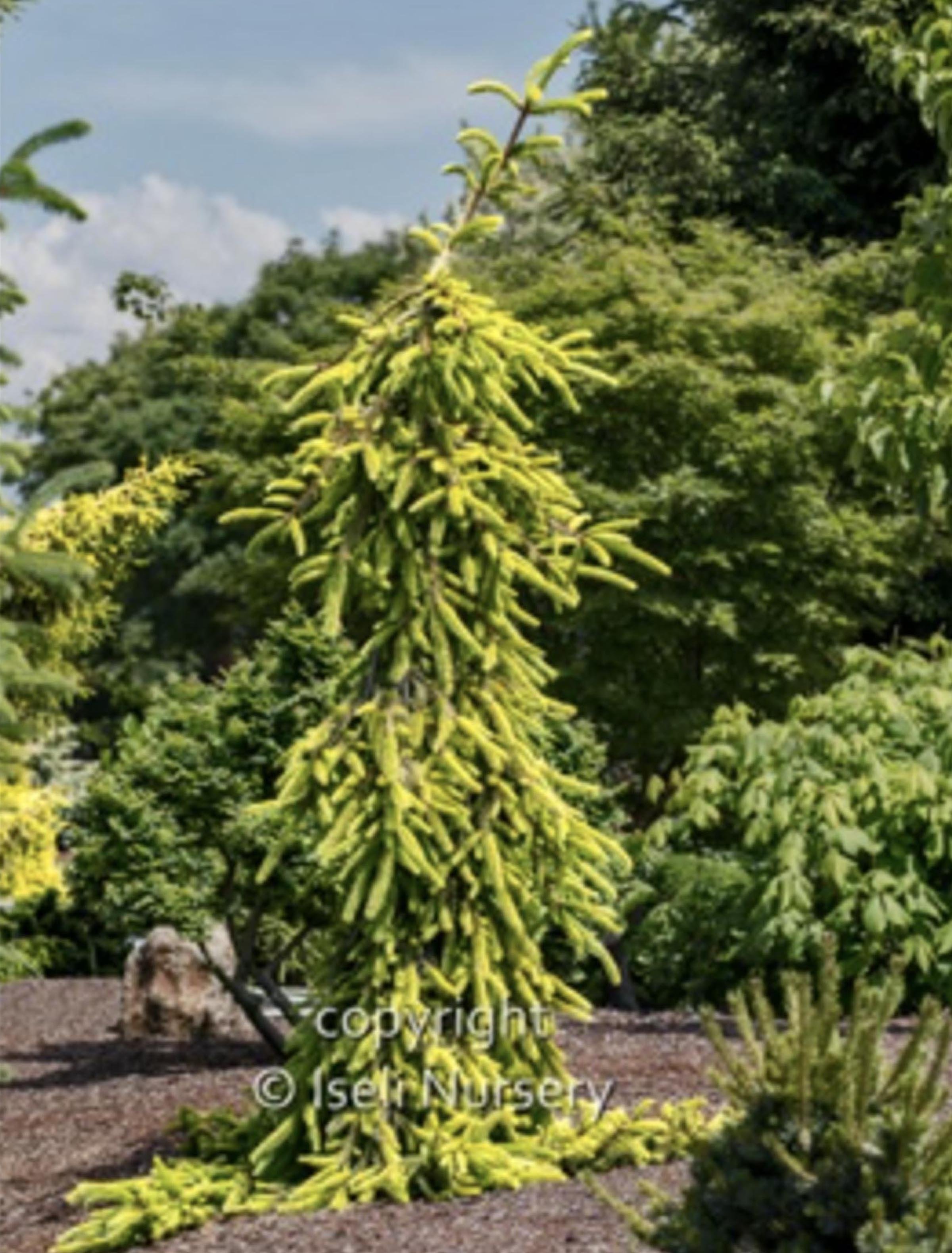 Picea — Sunnyside Nursery