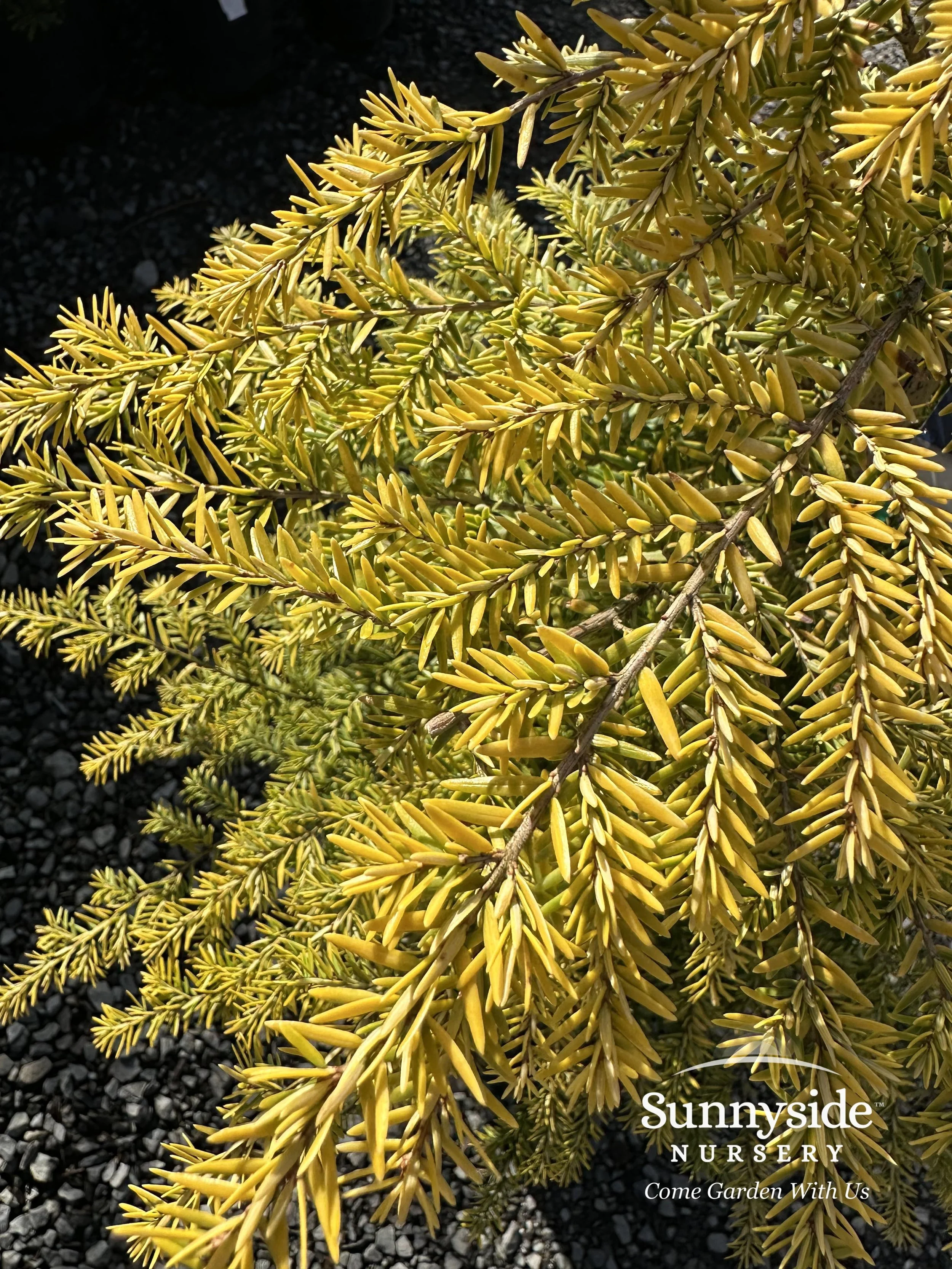 Tsuga — Sunnyside Nursery