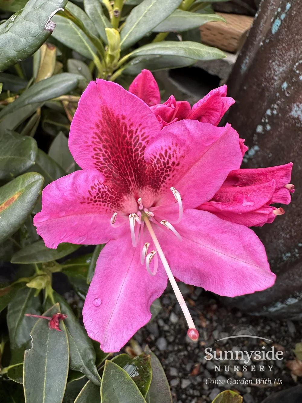 Pink Rhododendrons — Sunnyside Nursery