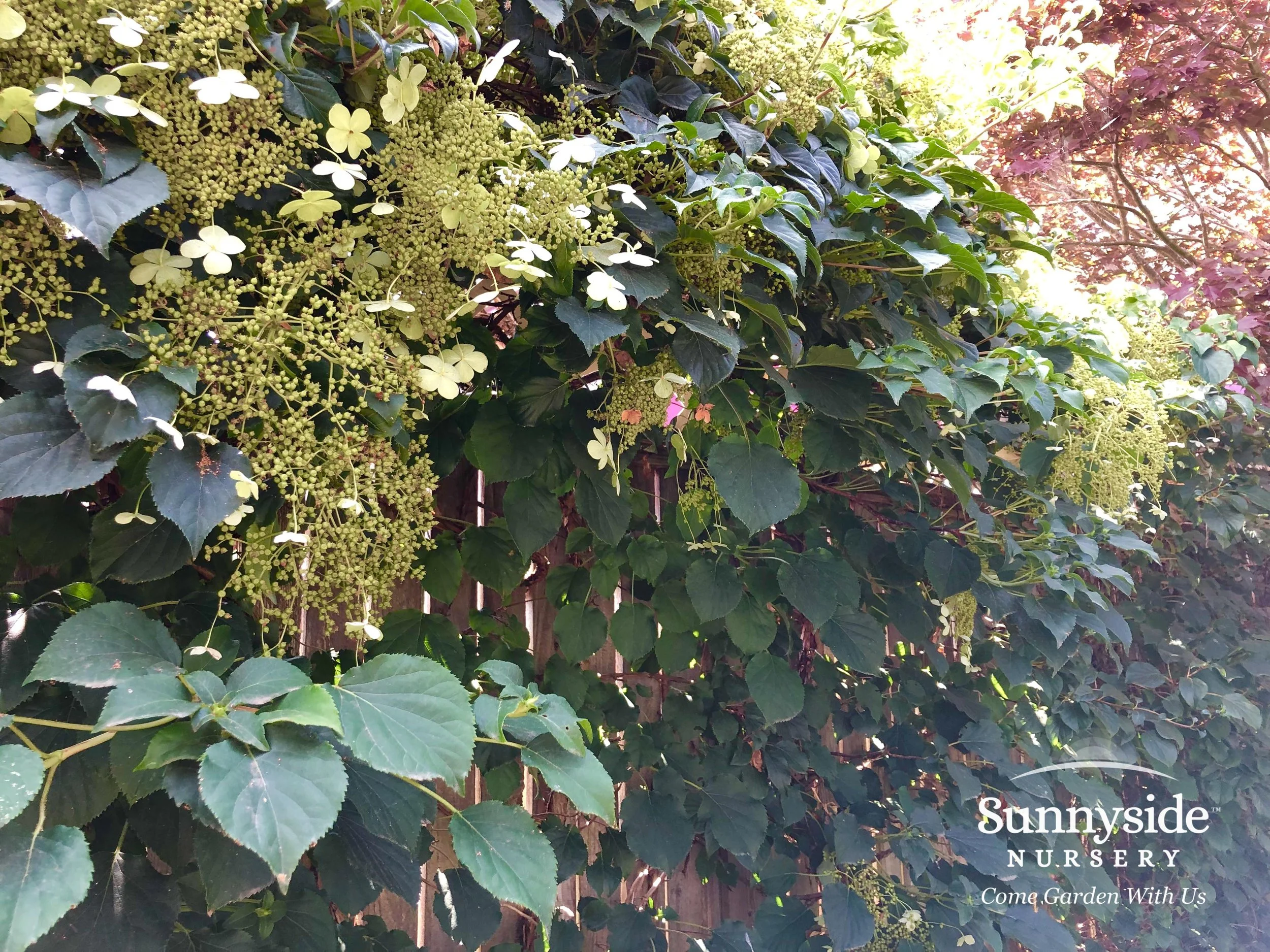 Shade Hydrangeas — Sunnyside Nursery