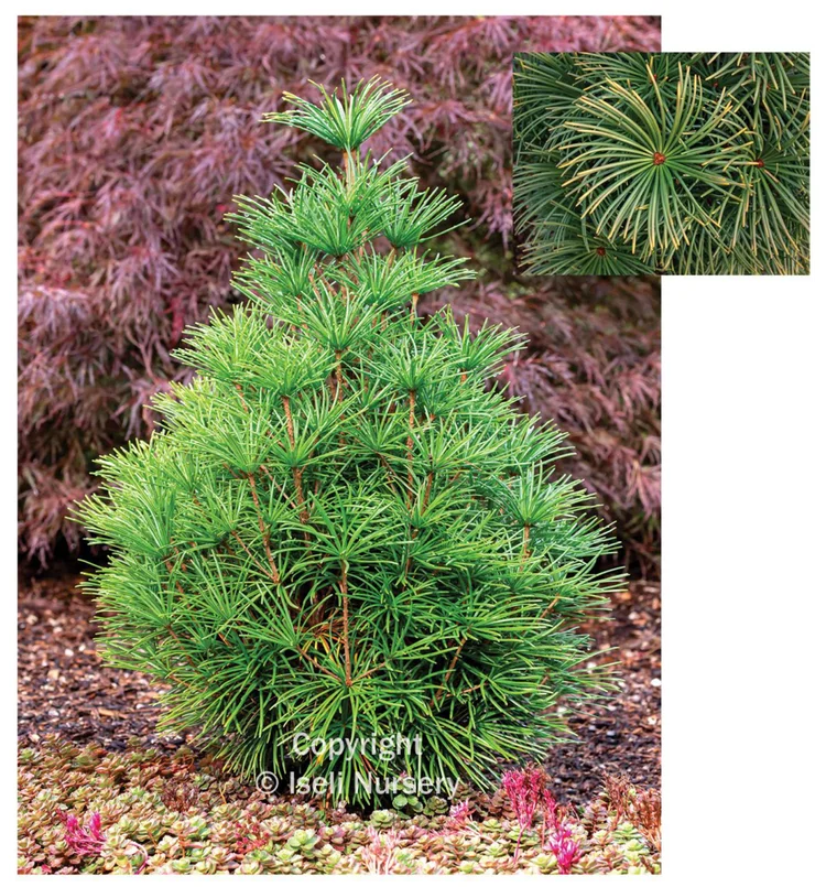 Sciadopitys — Sunnyside Nursery