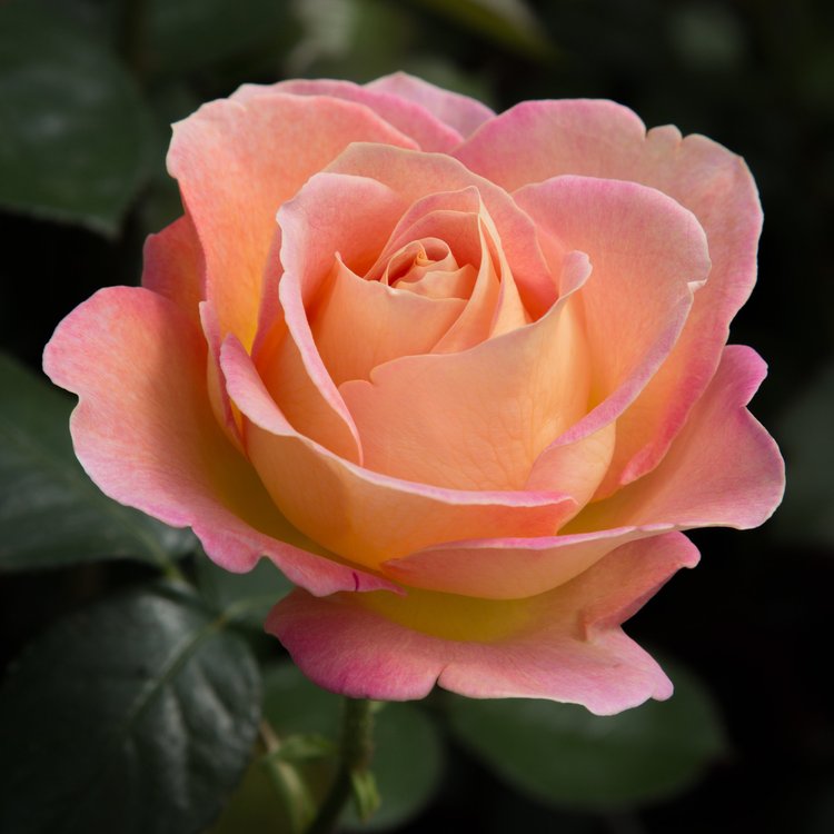 Hybrid Tea Roses — Sunnyside Nursery