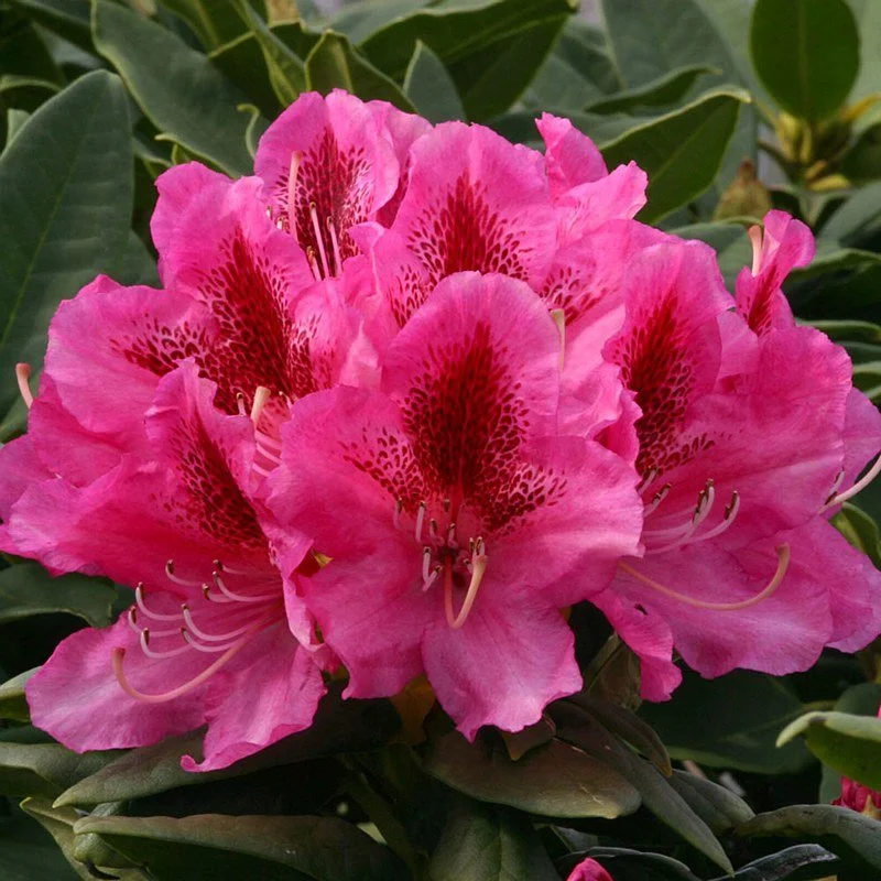 Pink Rhododendrons — Sunnyside Nursery
