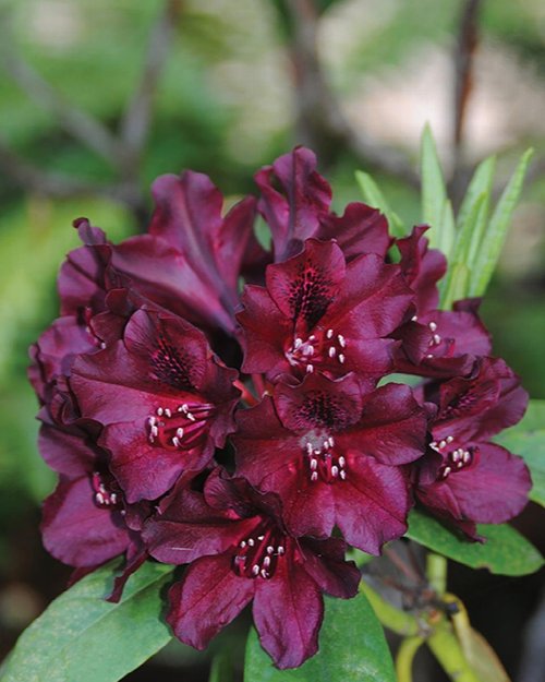 Red Rhododendrons — Sunnyside Nursery