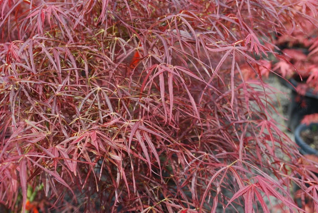 Japanese Maples Under 10 Feet N-Z — Sunnyside Nursery