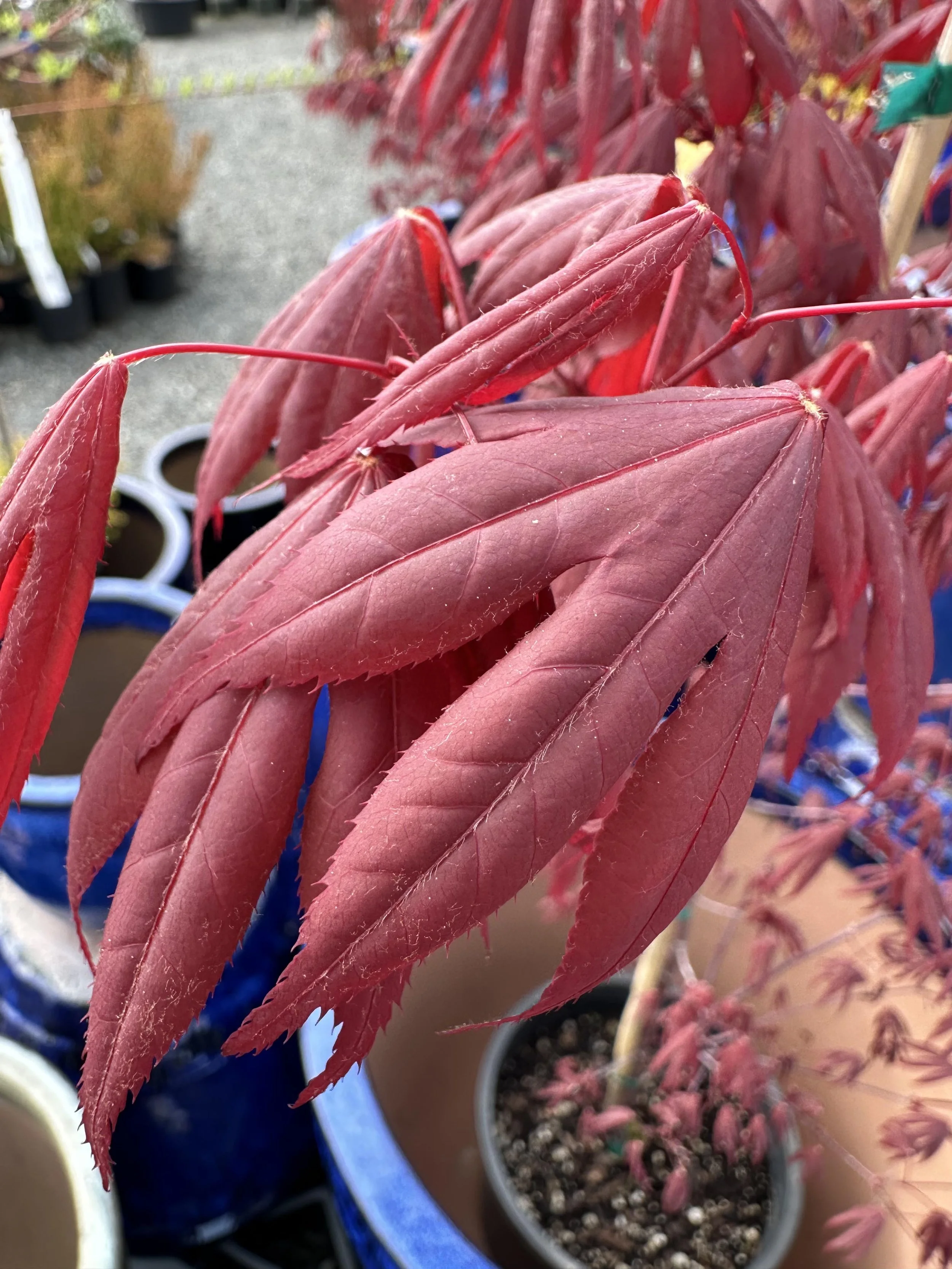 Japanese Maples Over 10 Feet — Sunnyside Nursery