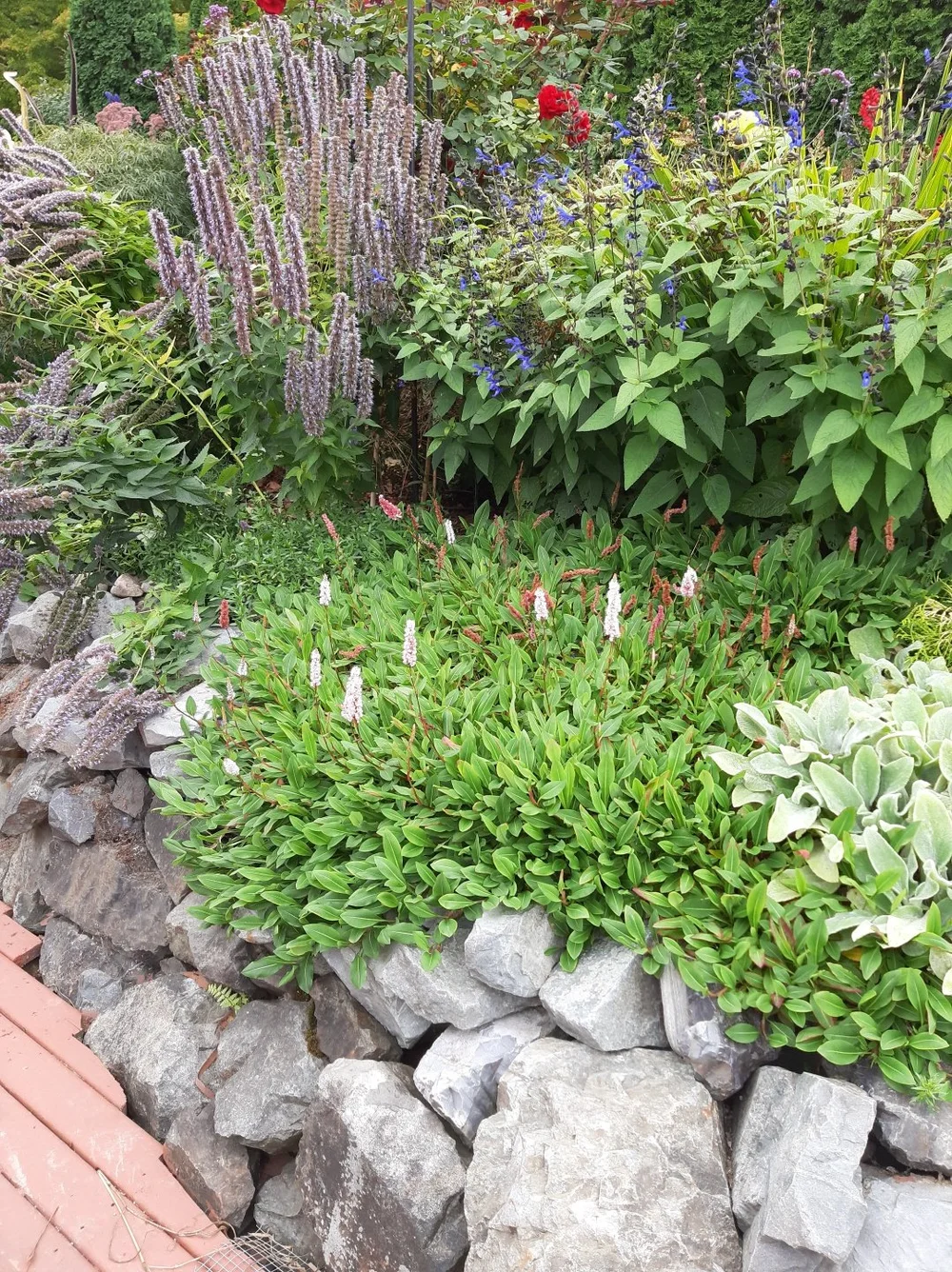 Fleece Flowers - long blooming and easy to grow perennials — Sunnyside ...