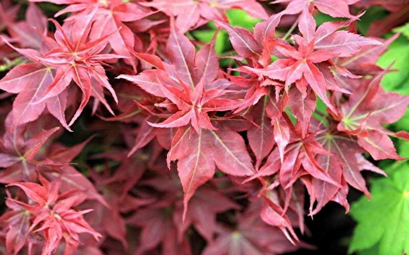 Looking For Some Spring Color? Try A Japanese Maple! — Sunnyside Nursery