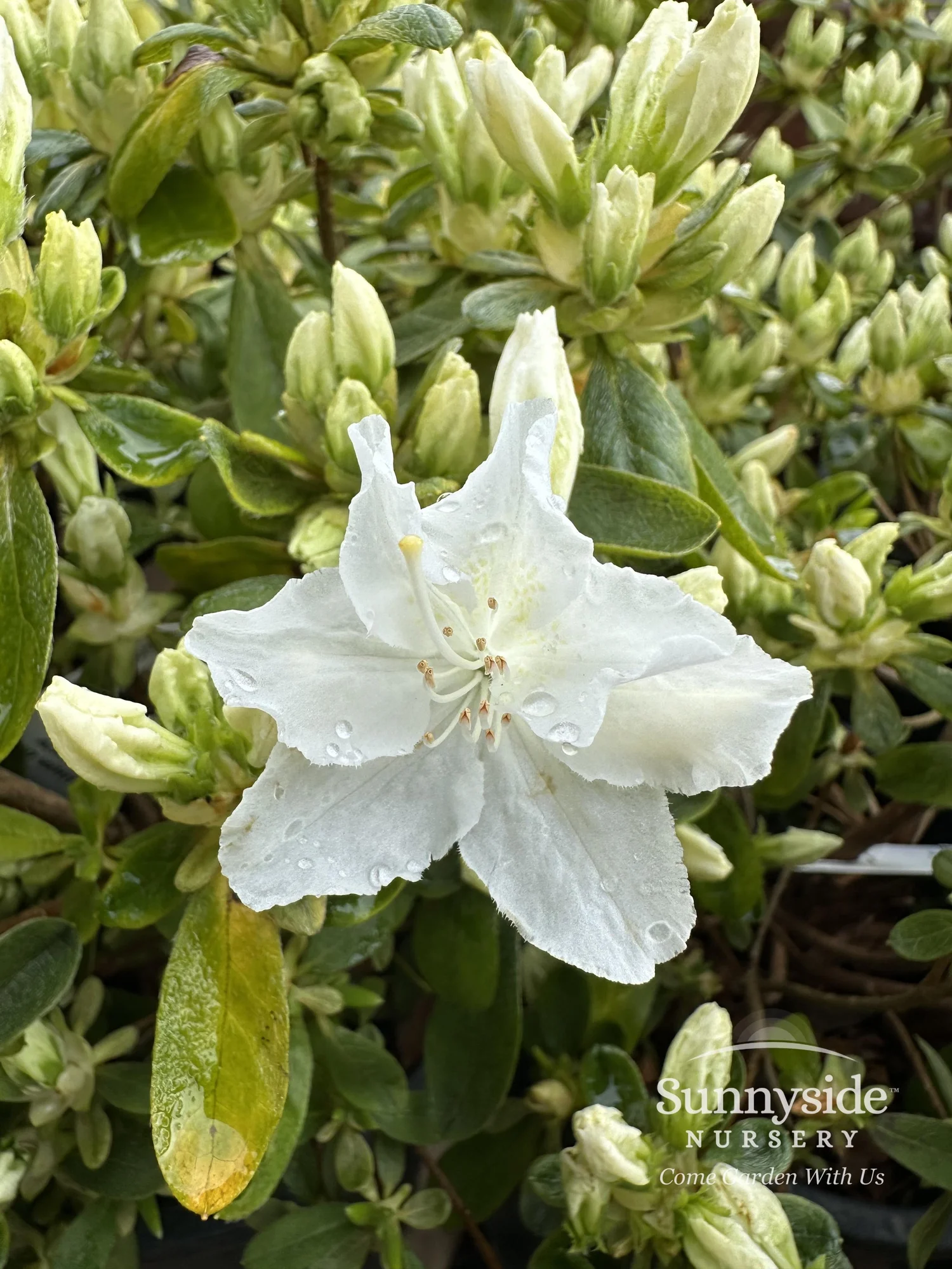 White Evergreen Azaleas — Sunnyside Nursery