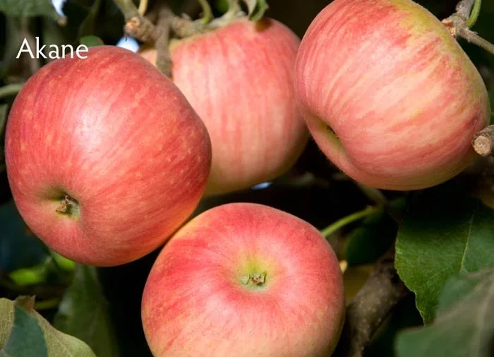 Apple Trees — Sunnyside Nursery