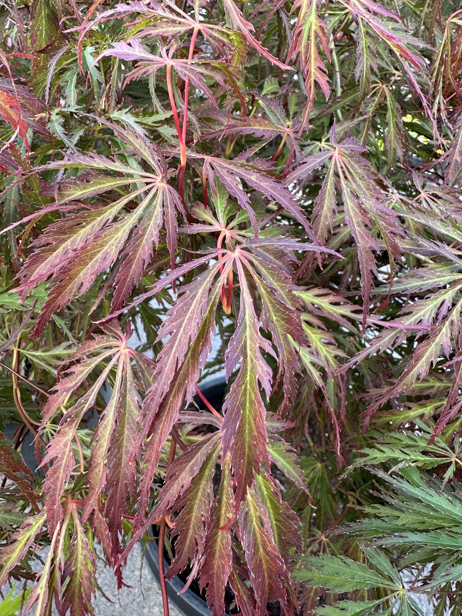 Lace-Leaf Japanese Maples — Sunnyside Nursery