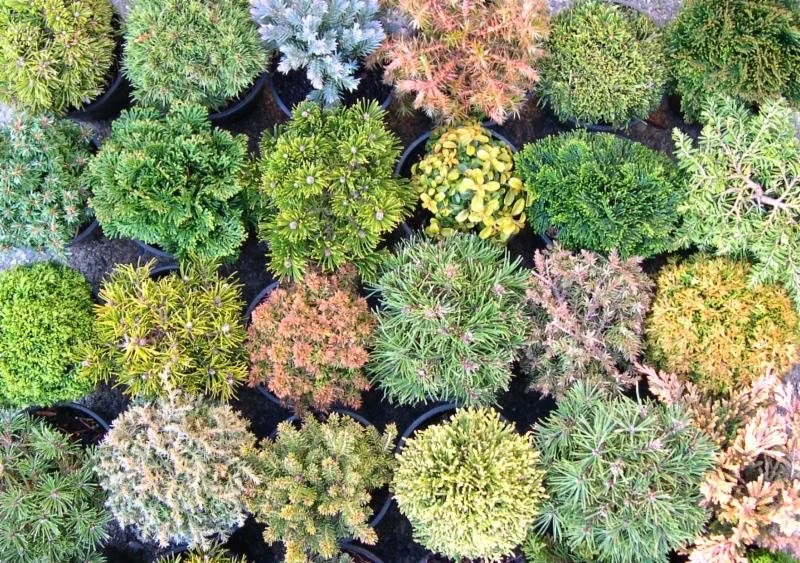 A Few New Conifers For Plant Enthusiasts — Sunnyside Nursery