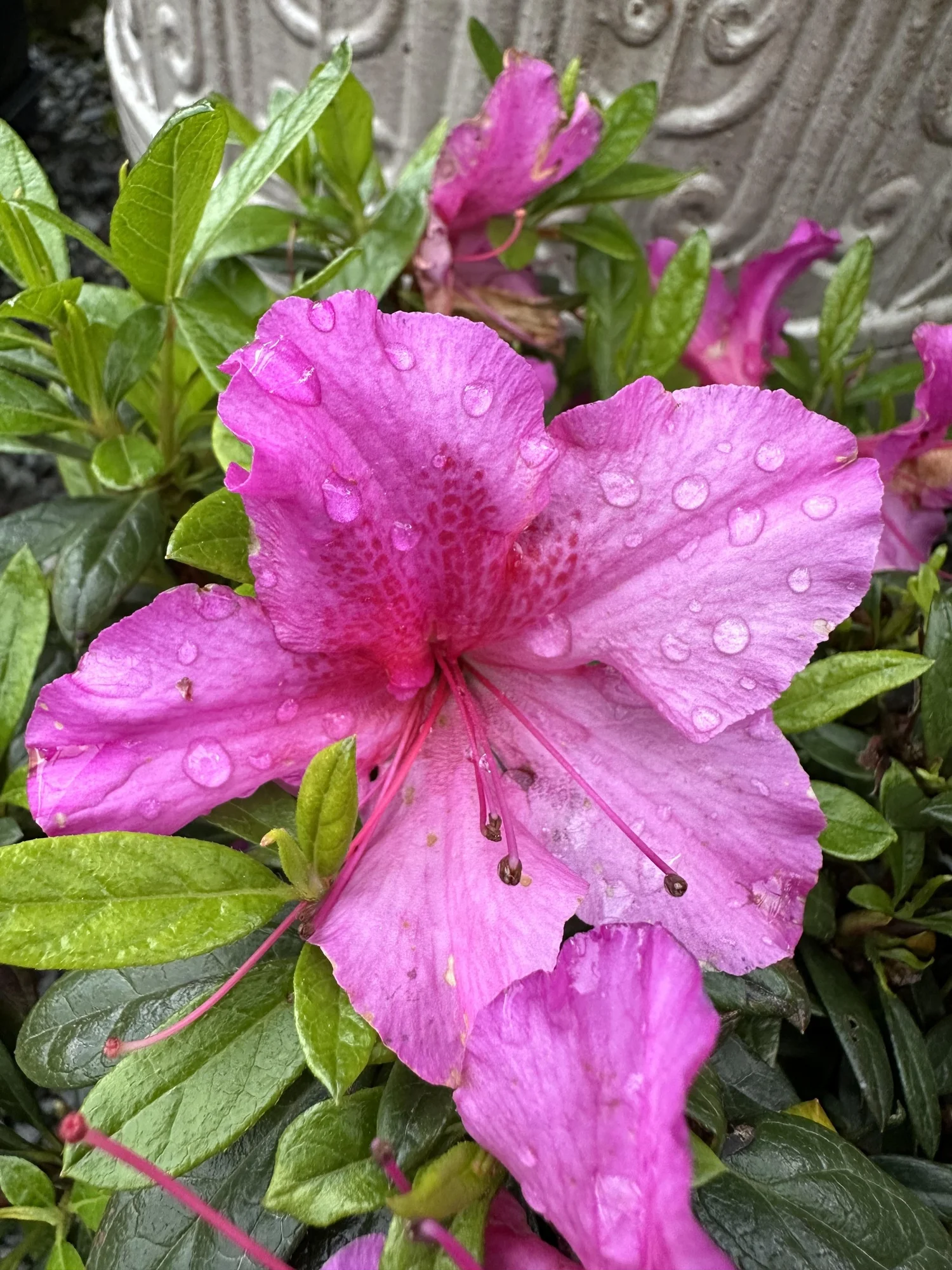 Purple Evergreen Azaleas — Sunnyside Nursery