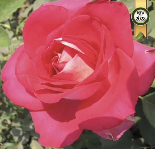 Brand New 2023 Roses — Sunnyside Nursery
