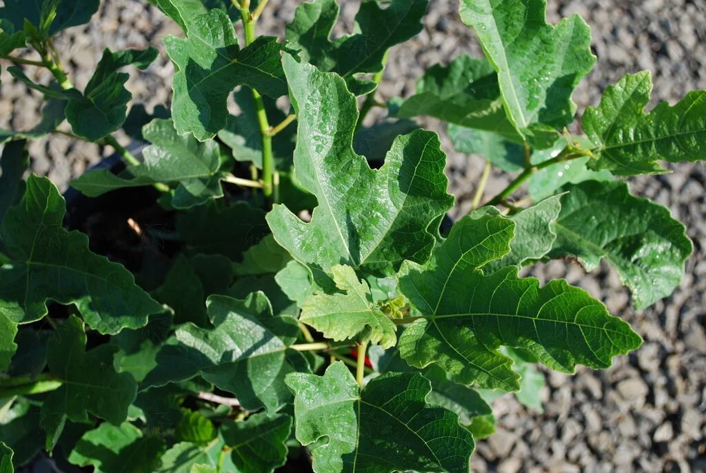 Fig Trees — Sunnyside Nursery