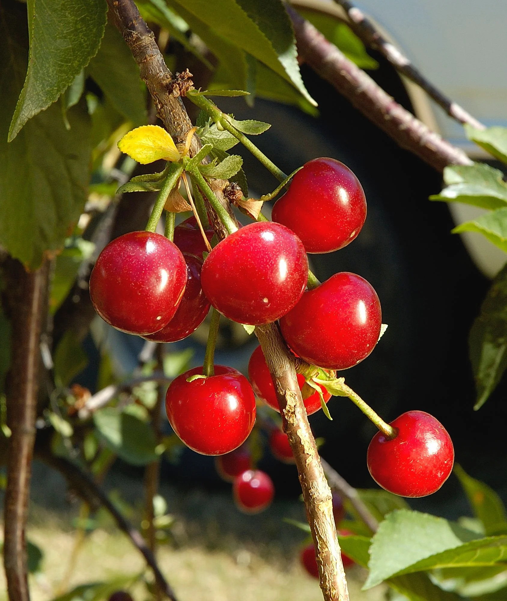 Cherry Trees — Sunnyside Nursery
