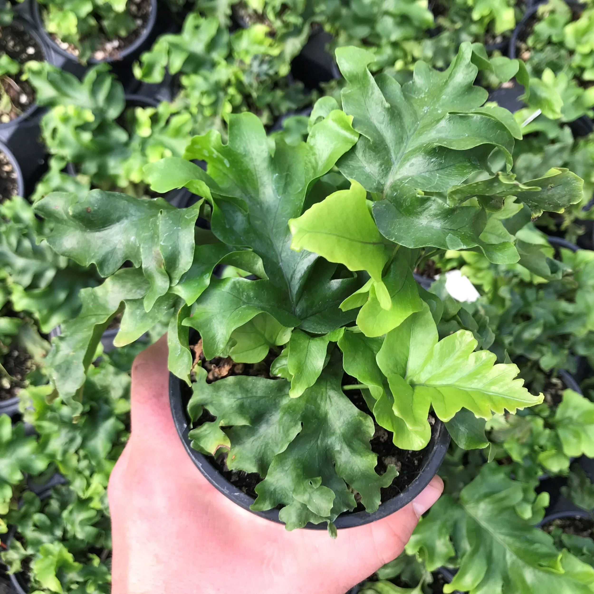 Pet-Friendly Houseplants — Sunnyside Nursery