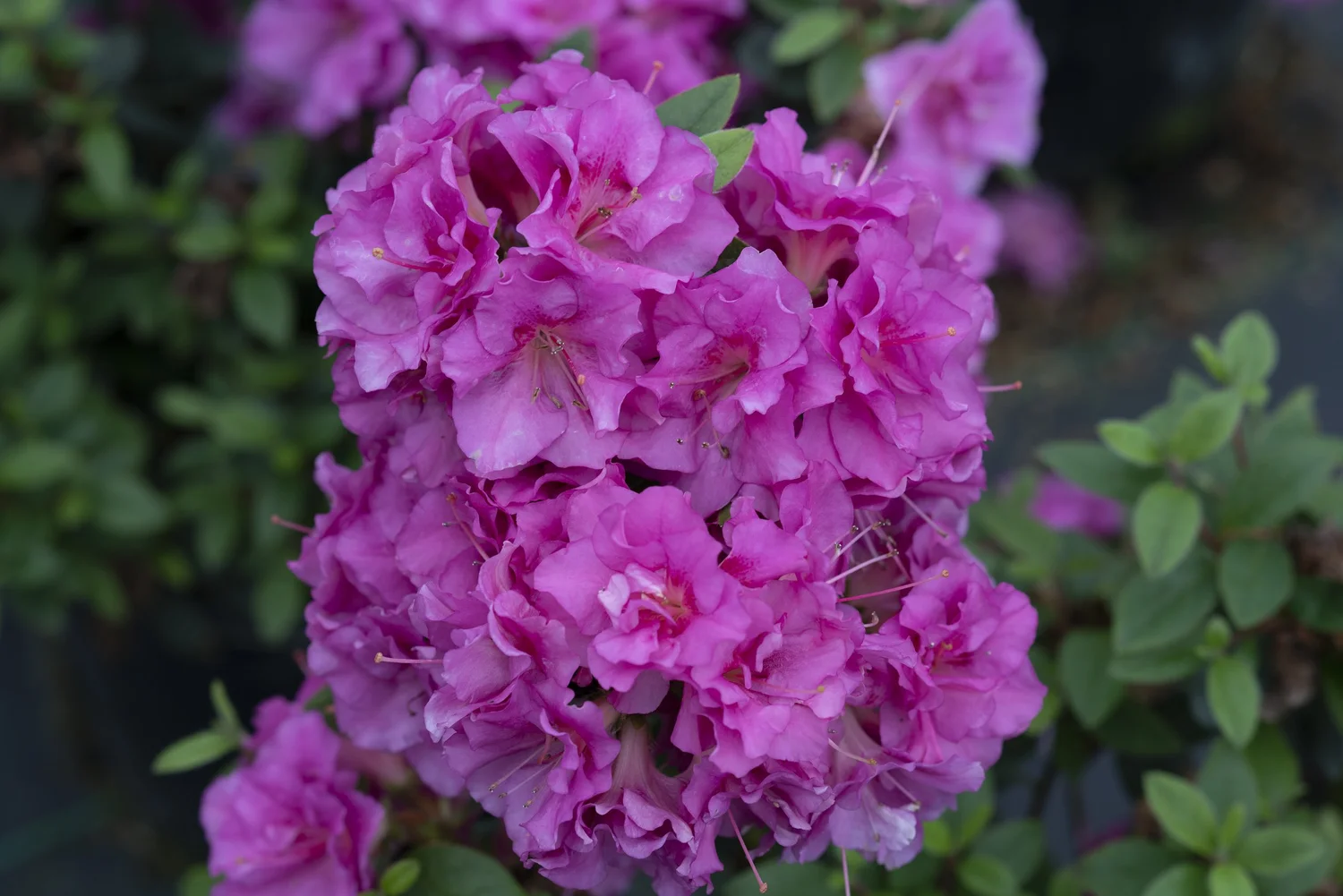 Purple Evergreen Azaleas — Sunnyside Nursery