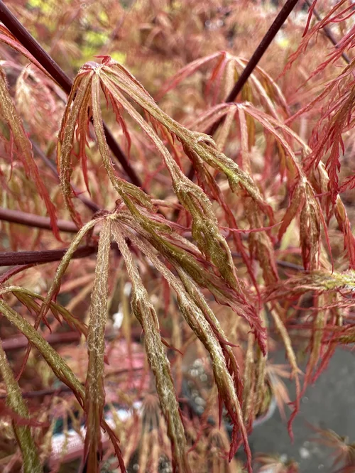 Lace-Leaf Japanese Maples — Sunnyside Nursery