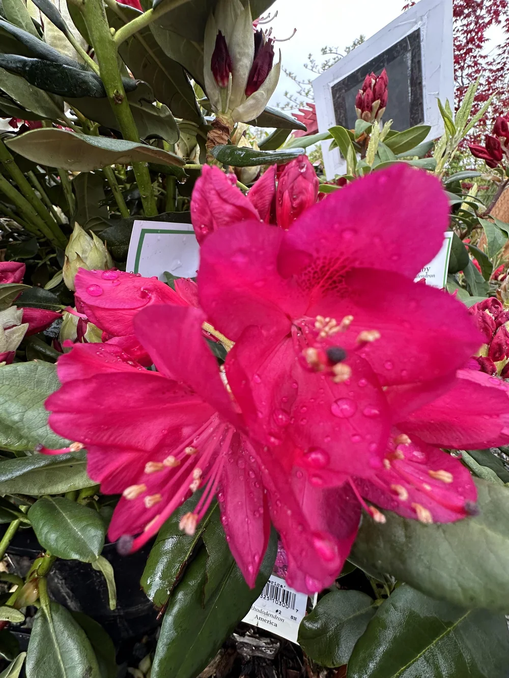 Red Rhododendrons — Sunnyside Nursery