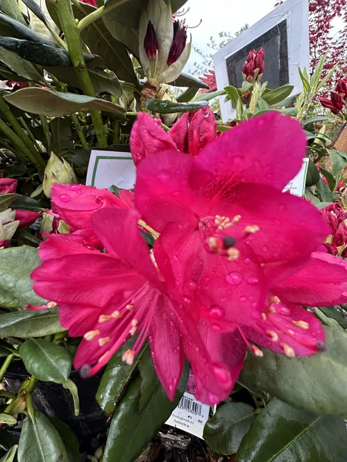 Red Rhododendrons — Sunnyside Nursery