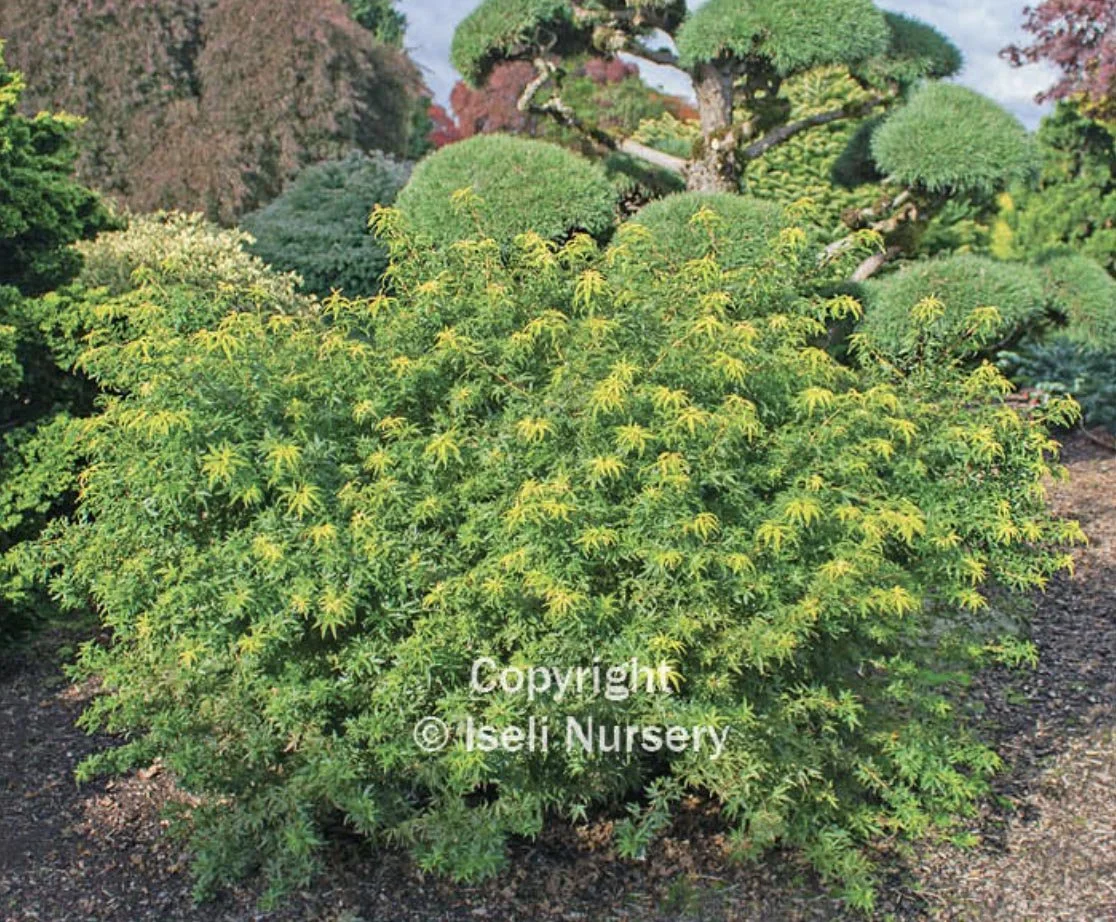 Specialty Japanese Maples — Sunnyside Nursery