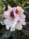White Rhododendrons — Sunnyside Nursery