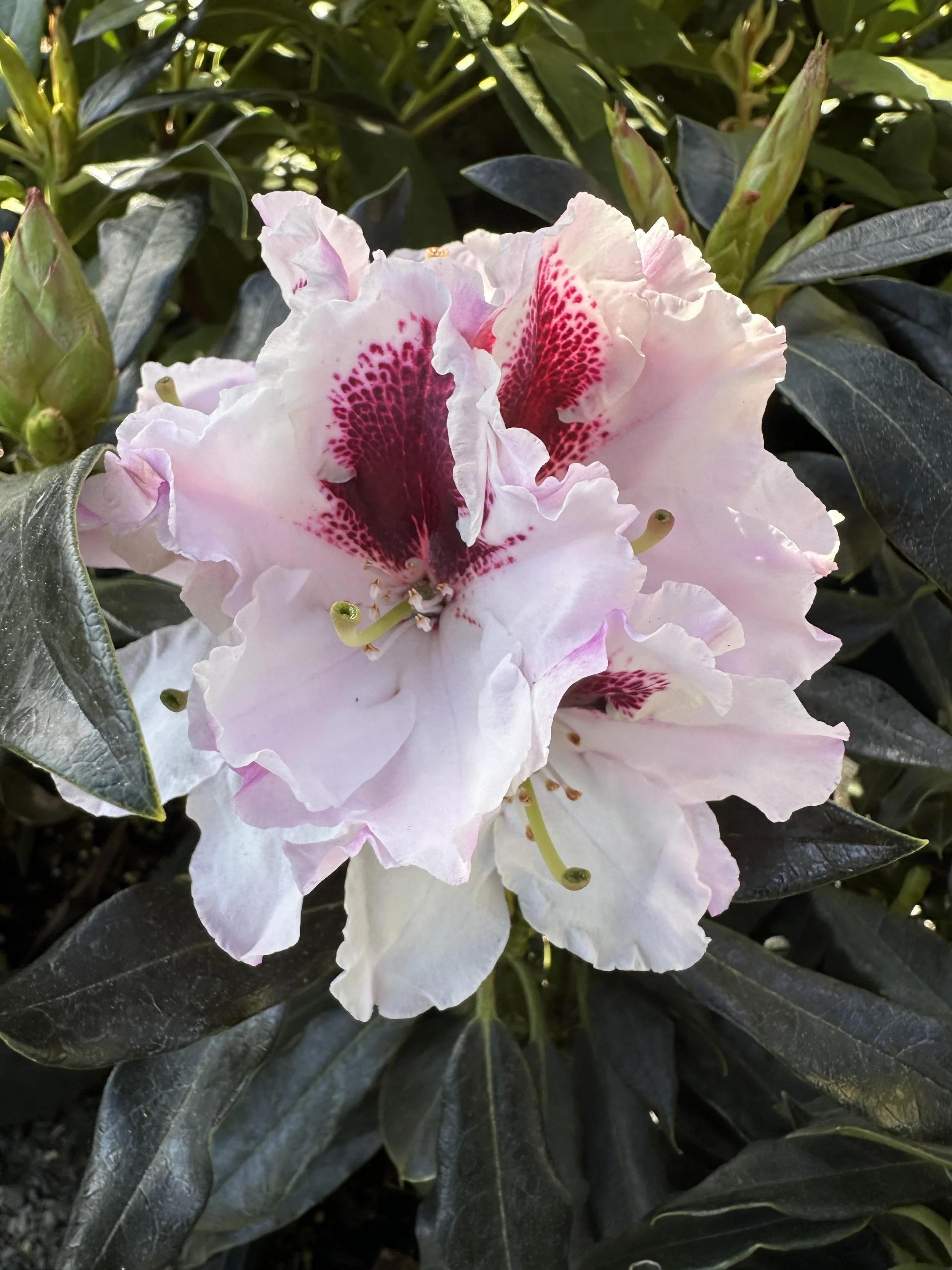 White Rhododendrons — Sunnyside Nursery
