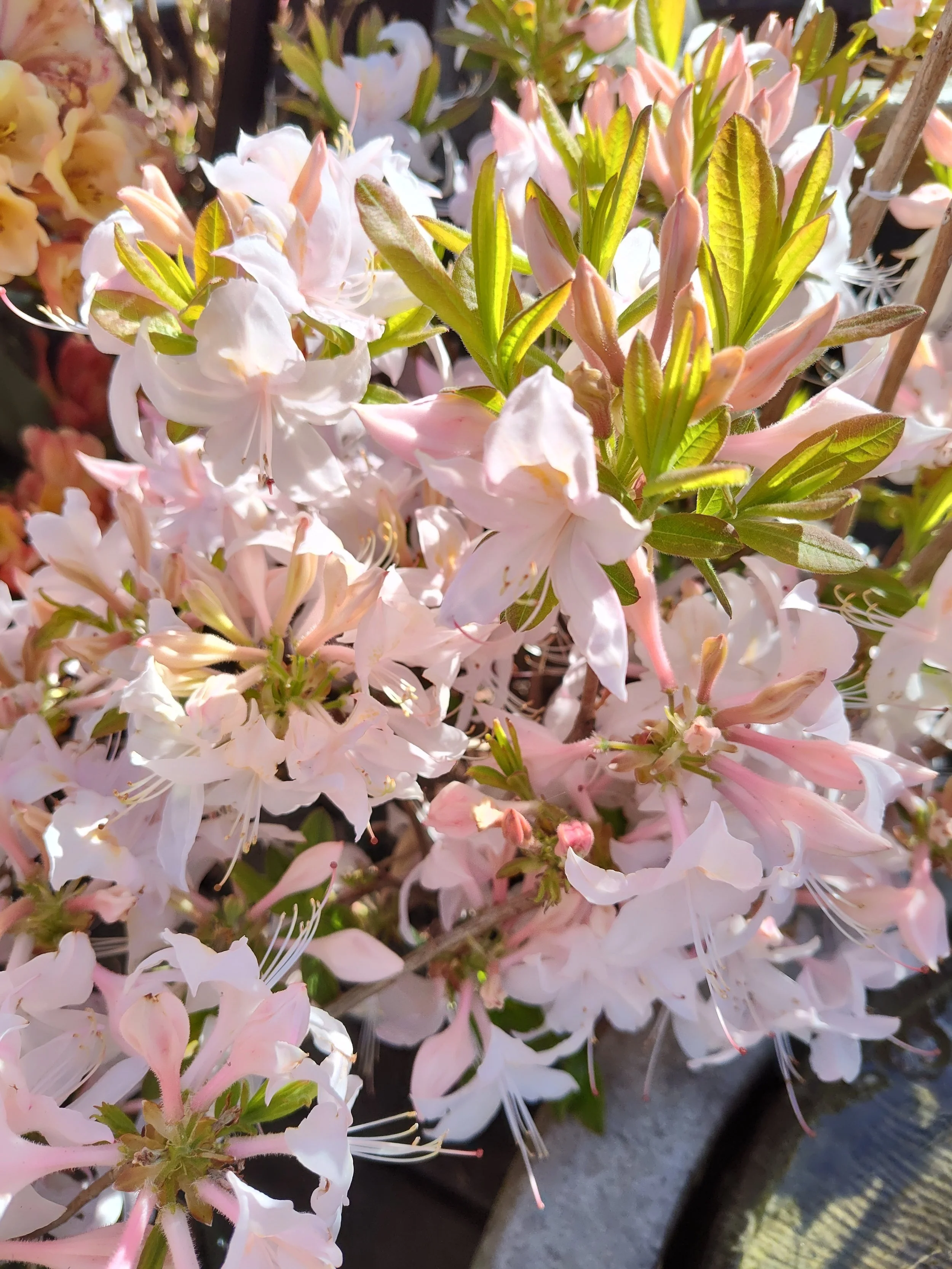 Dazzling Deciduous Azaleas — Sunnyside Nursery