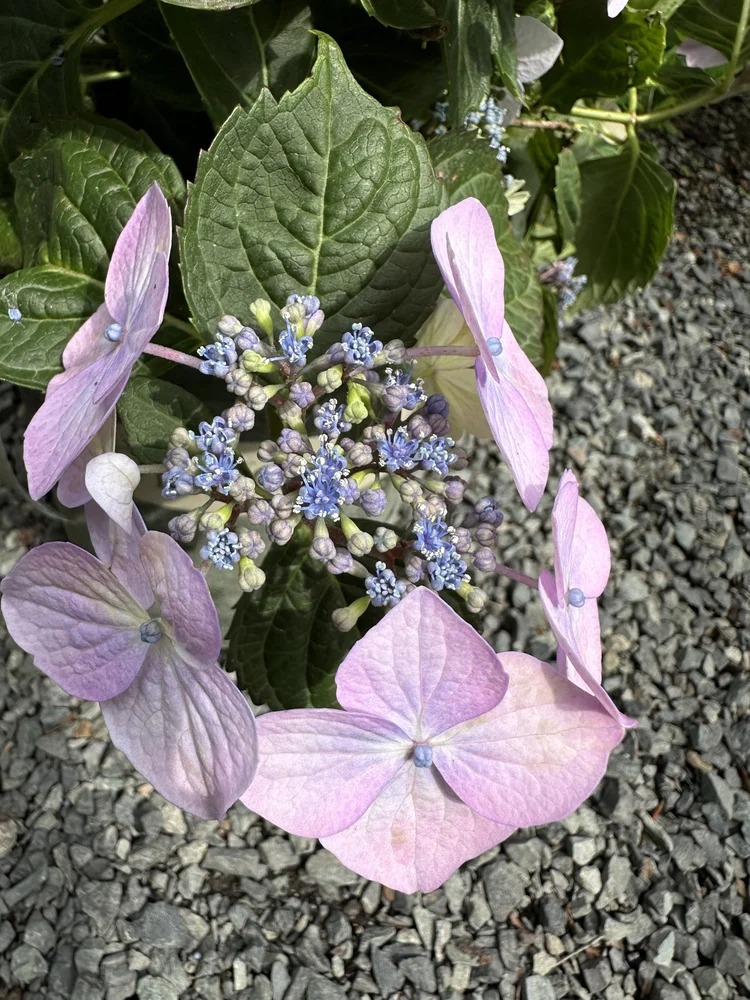 Seaside Serenade Hydrangeas — Sunnyside Nursery