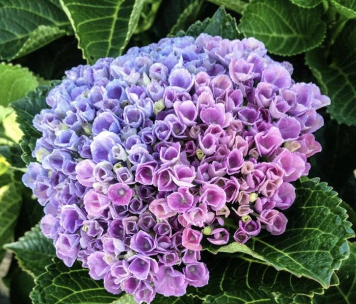 You Can't Beat Hydrangeas For Summer Color — Sunnyside Nursery