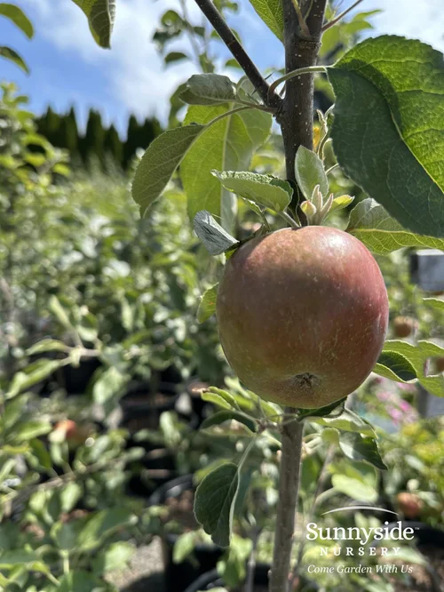 Apple Trees — Sunnyside Nursery