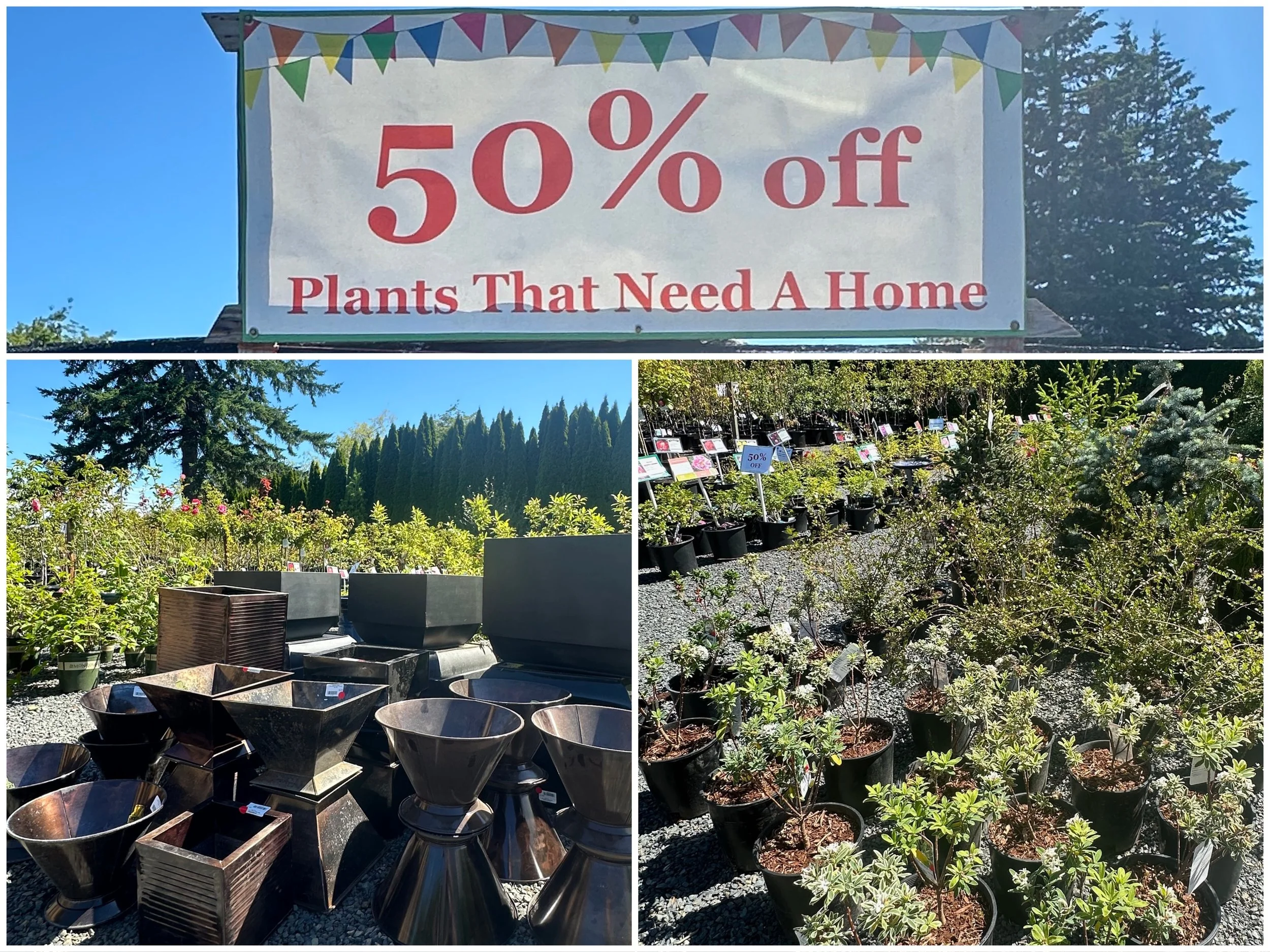 Sales — Sunnyside Nursery