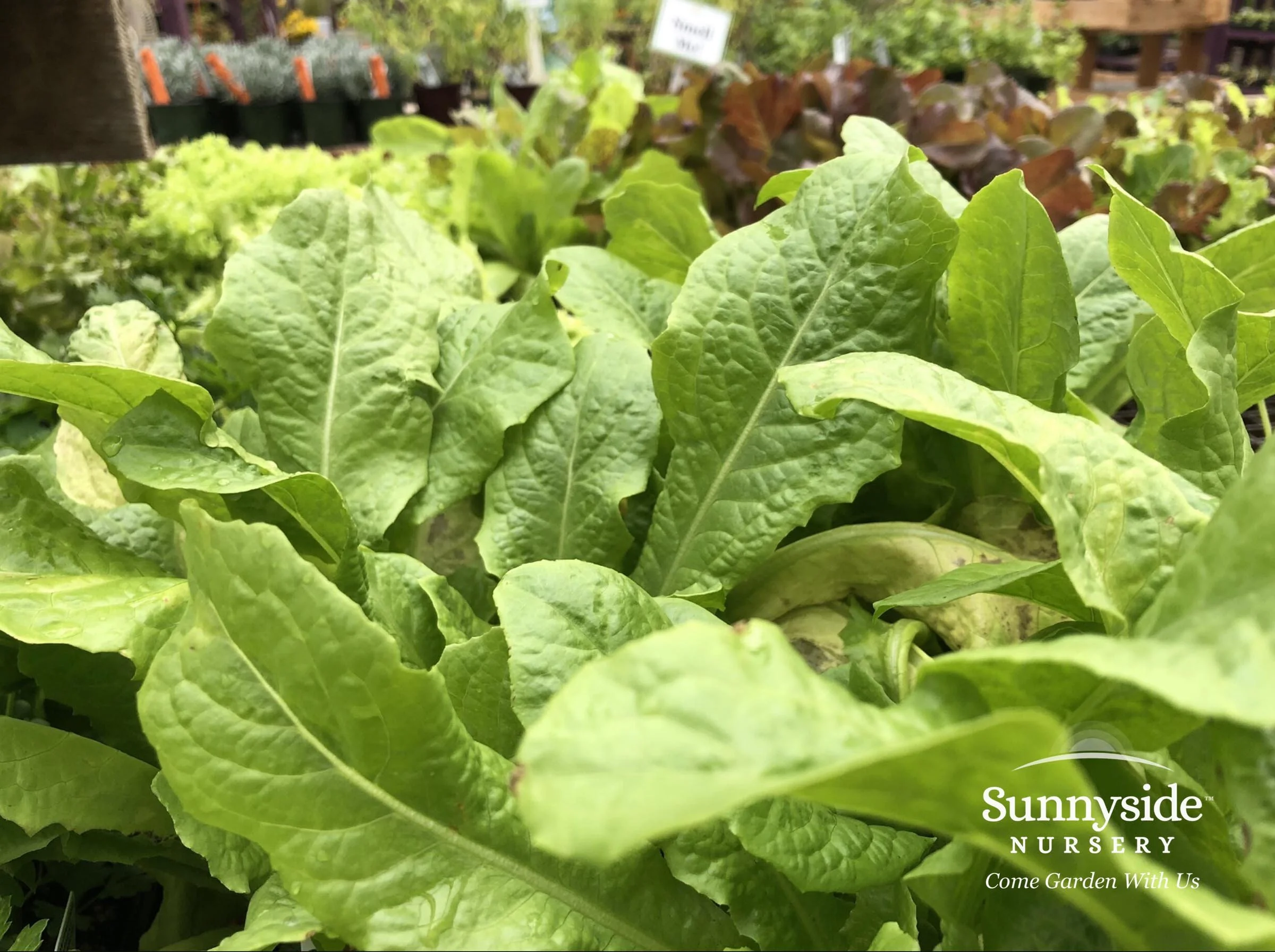 Vegetables — Sunnyside Nursery