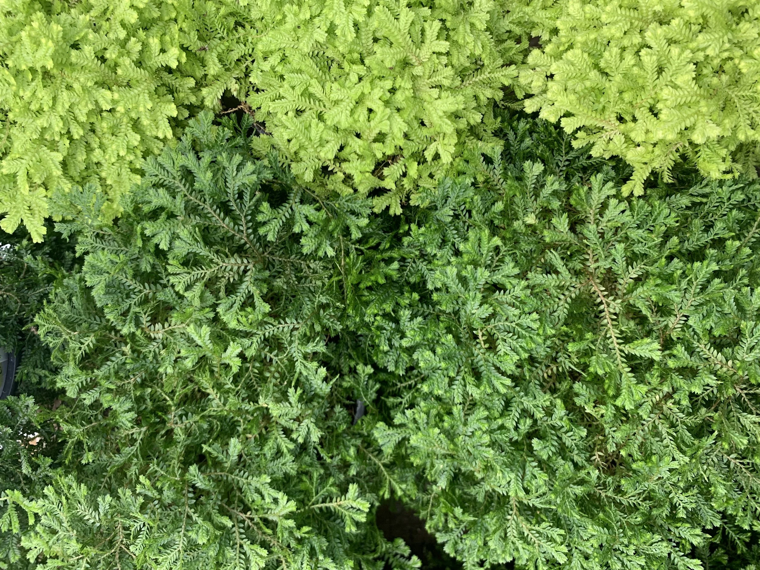 Medium Light Houseplants — Sunnyside Nursery