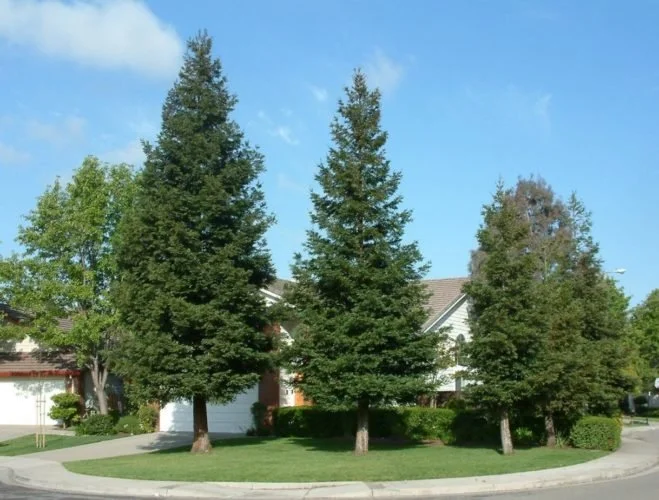 Sequoia — Sunnyside Nursery