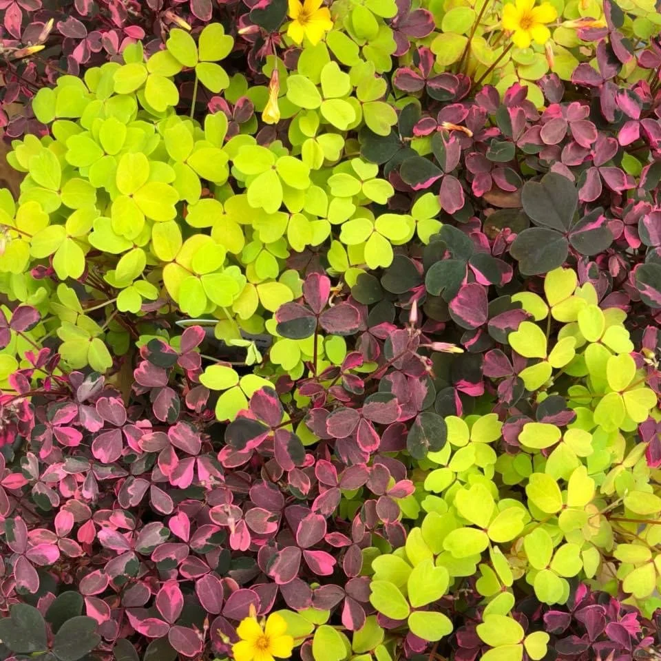 Medium Light Houseplants — Sunnyside Nursery